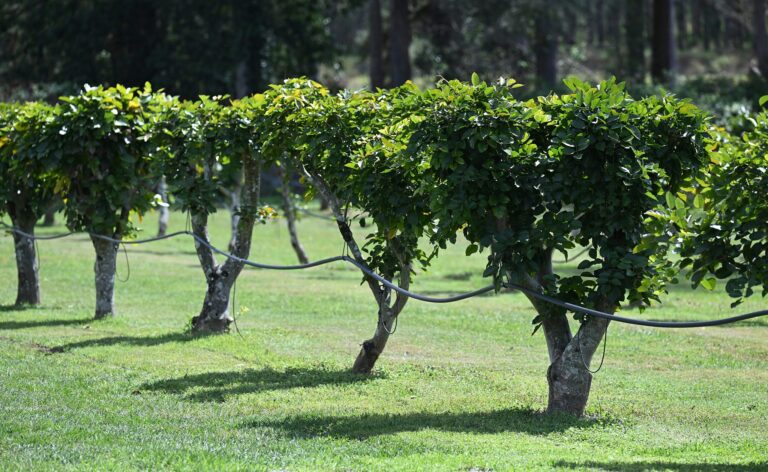 Rio Tinto Partners with Midway limited to Manage Pongamia Renewable ...